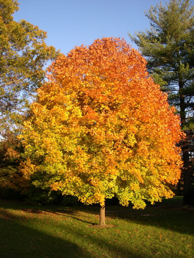 Trees and Shrubs – RCE of Cumberland County